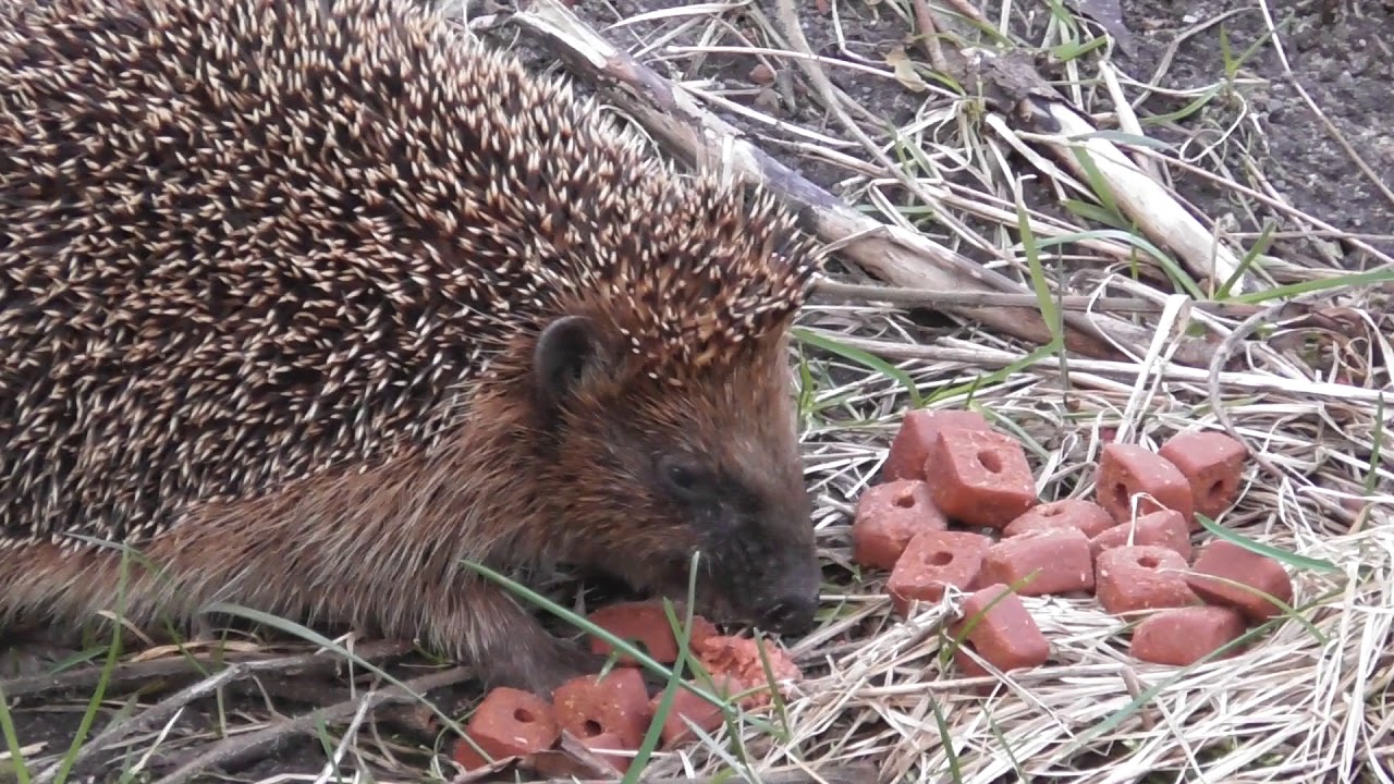 Igel frisst Hundefutter - YouTube