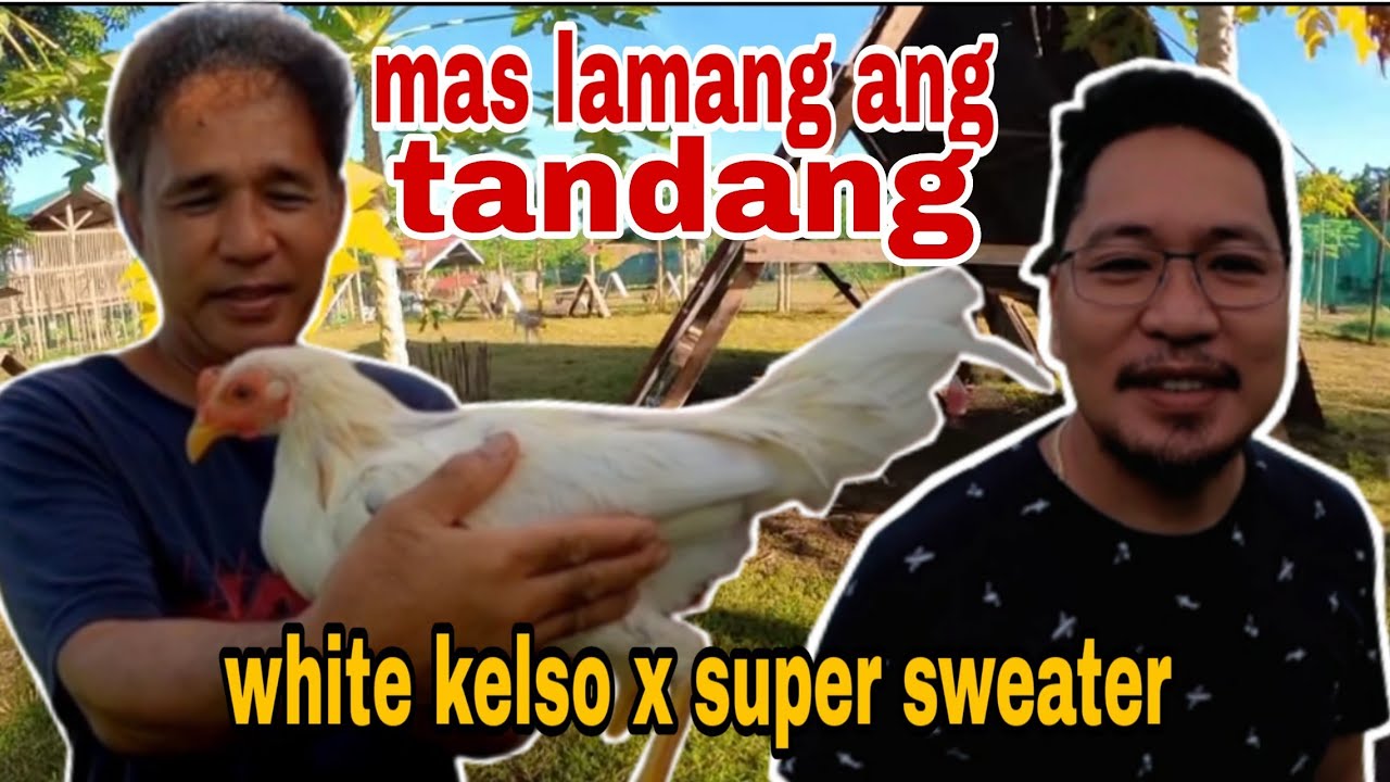 Update sa mga palahing sisiw | white kelso x super sweater | Mclean ...