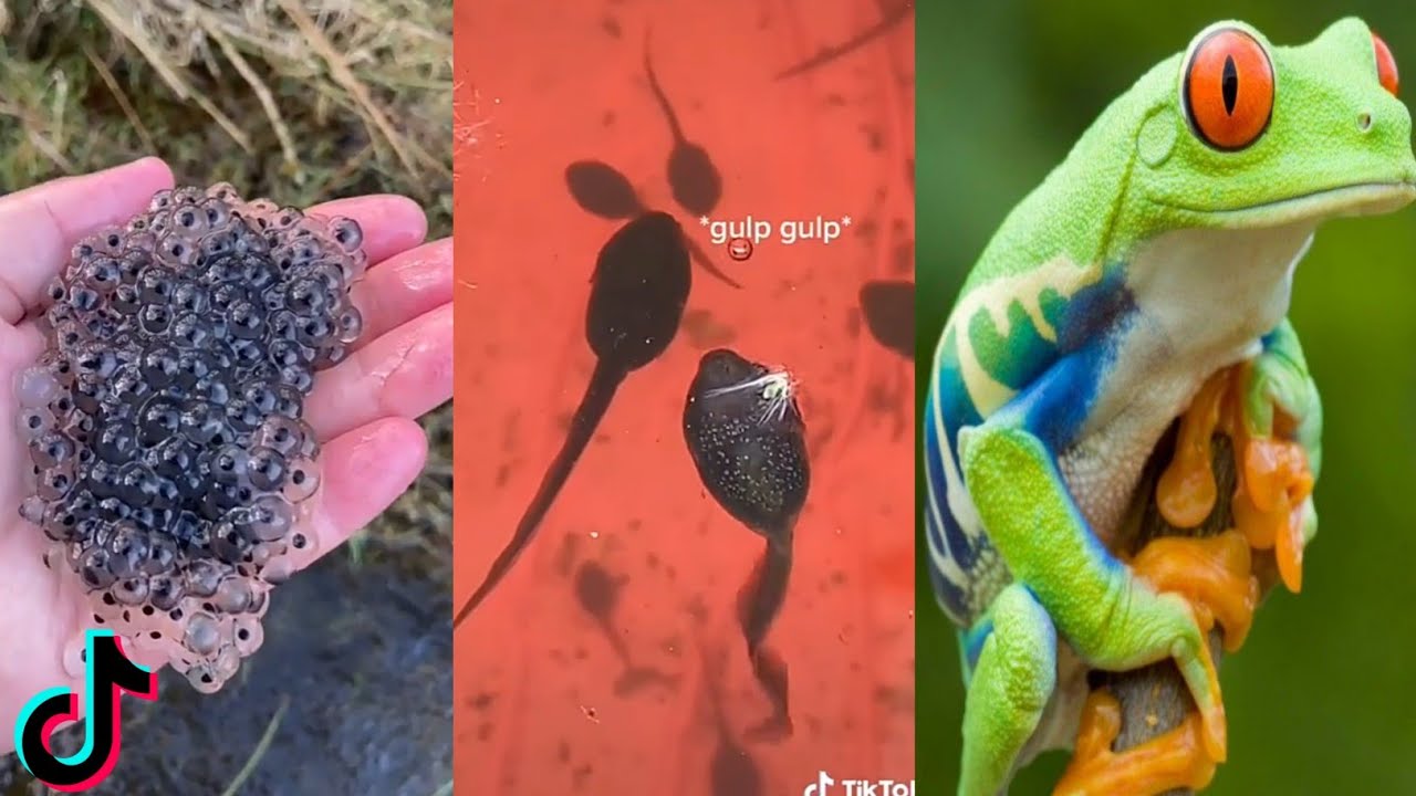 Form embryos to tadpoles and growing into frog - YouTube