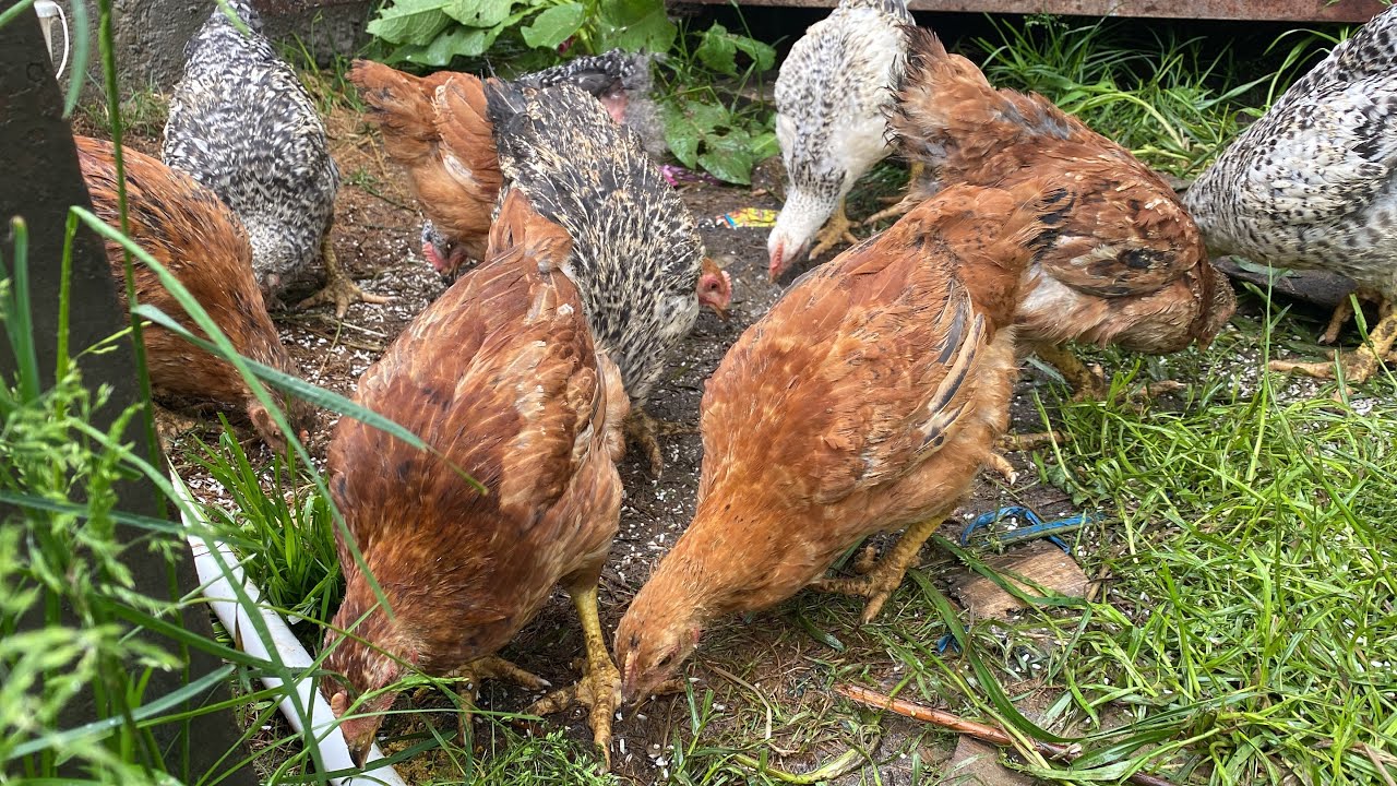 Growing chicks. - YouTube