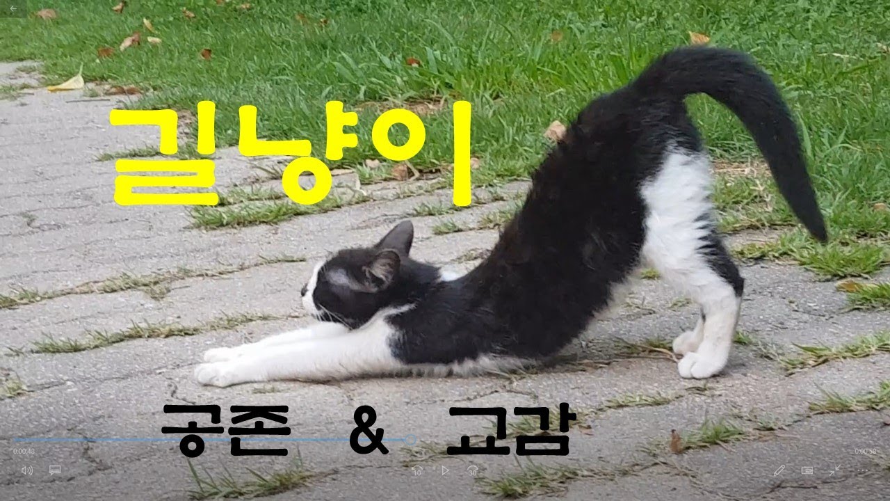 아기 길냥이, 공존 & 교감 - YouTube