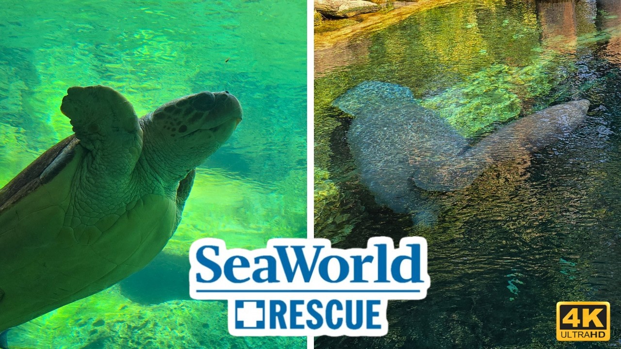SeaWorld Rescue Tour 4K 🐢 Manatees & Sea Turtles Up Close | SeaWorld ...