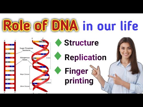 Dna|| fingerprinting|| class 12|| dna structure|| Dna replication ...