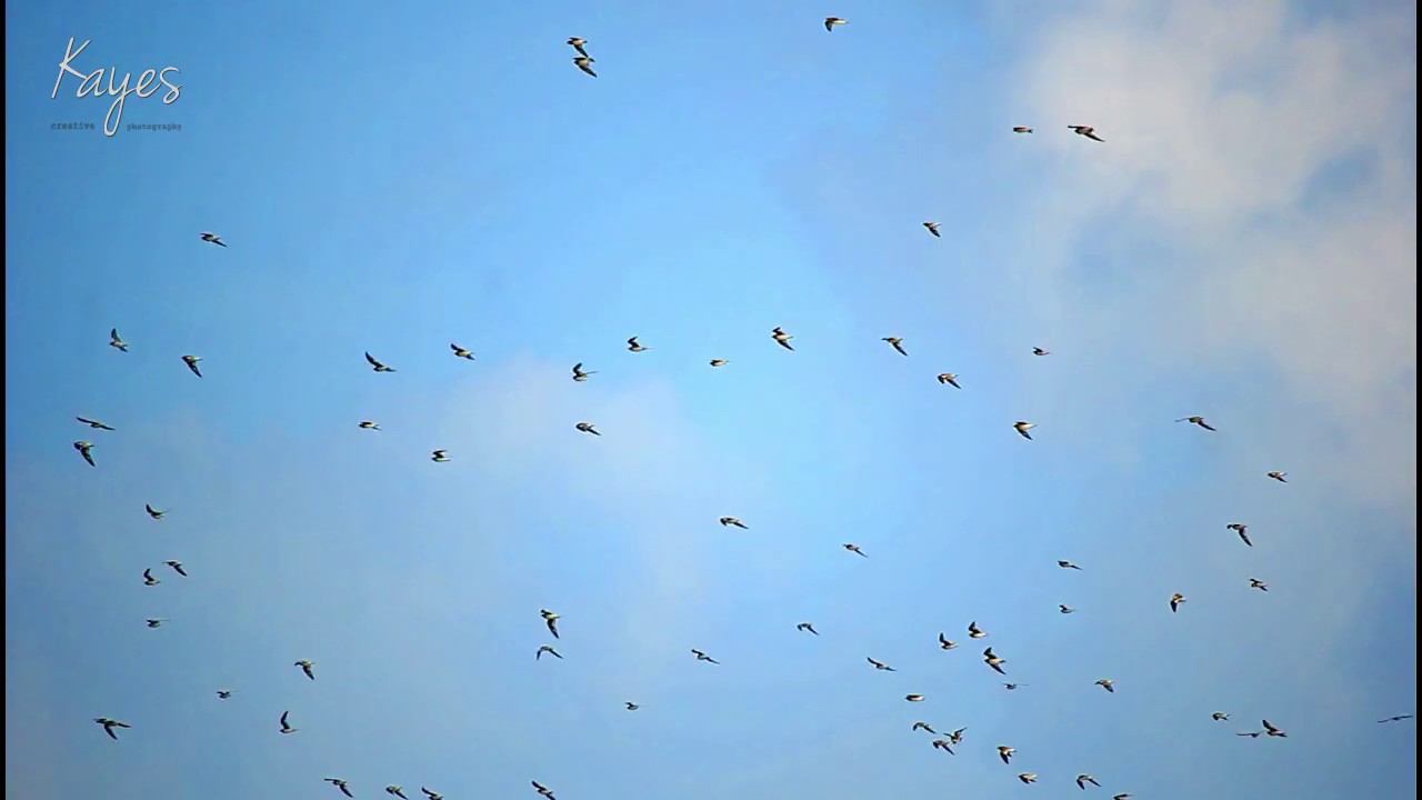small pratincole, flying in a flock - YouTube