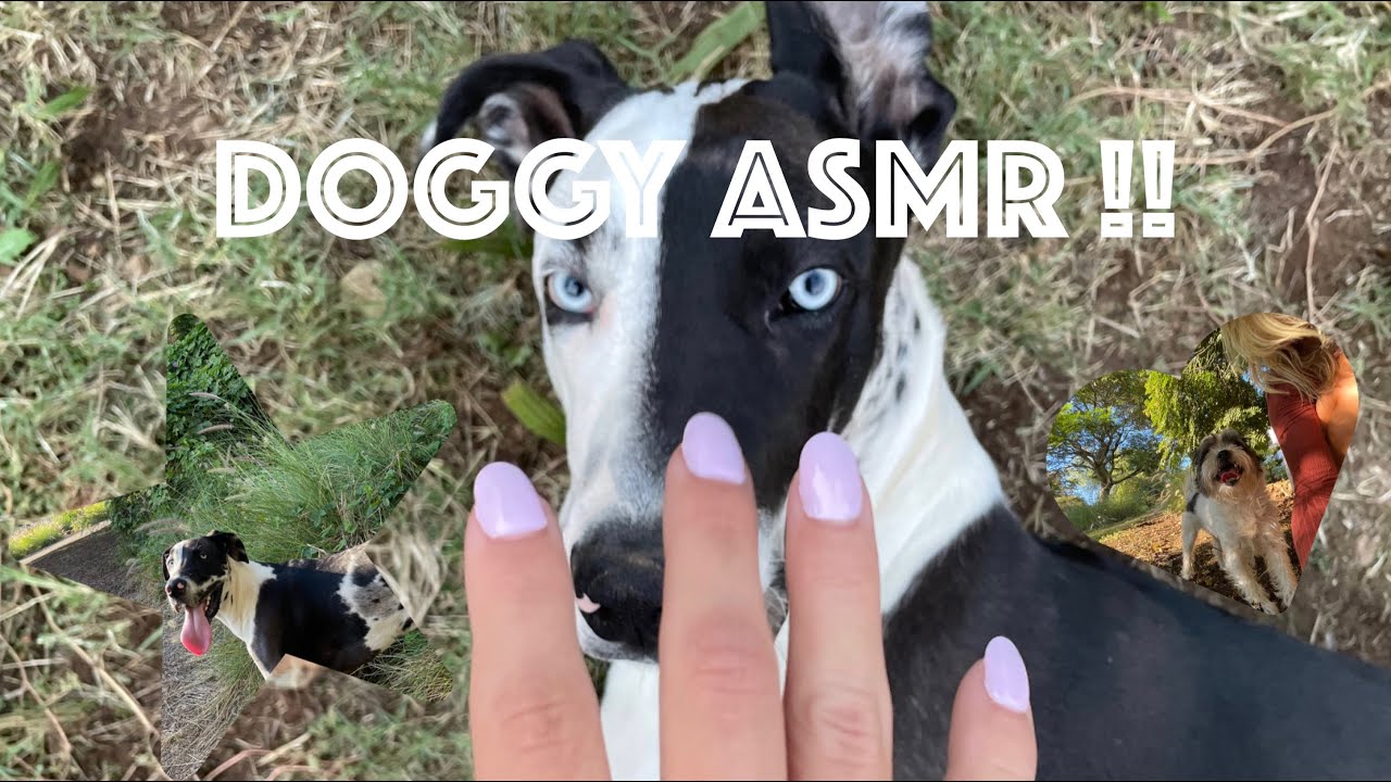 ASMR: Dog Tapping and Scratching 🐾 - YouTube