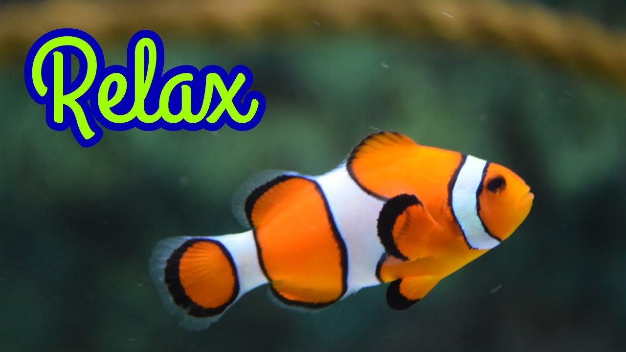 Mind Relaxing Fish Aquarium | Relax Your Mind with Fish Therapy | Fish ...