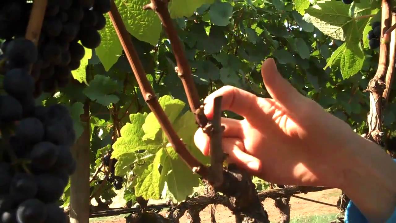 Pruning Basics: Spur Pruning - YouTube