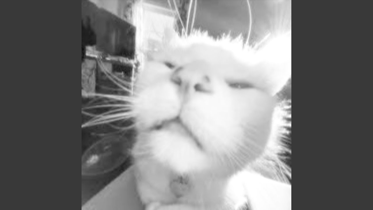 Groovy cat - YouTube