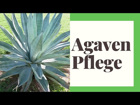 So gelingt die Agaven Pflege GARANTIERT