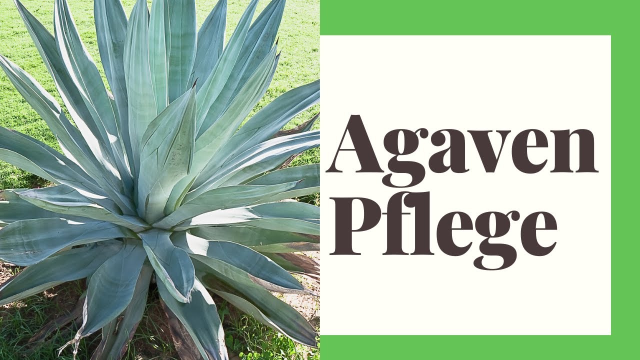 Pflege Von Agaven