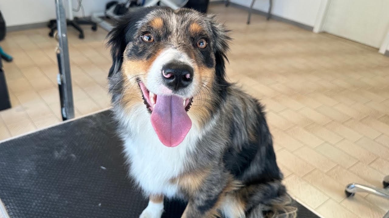 Ultimate Australian Shepherd Transformation: Complete Grooming Makeover ...