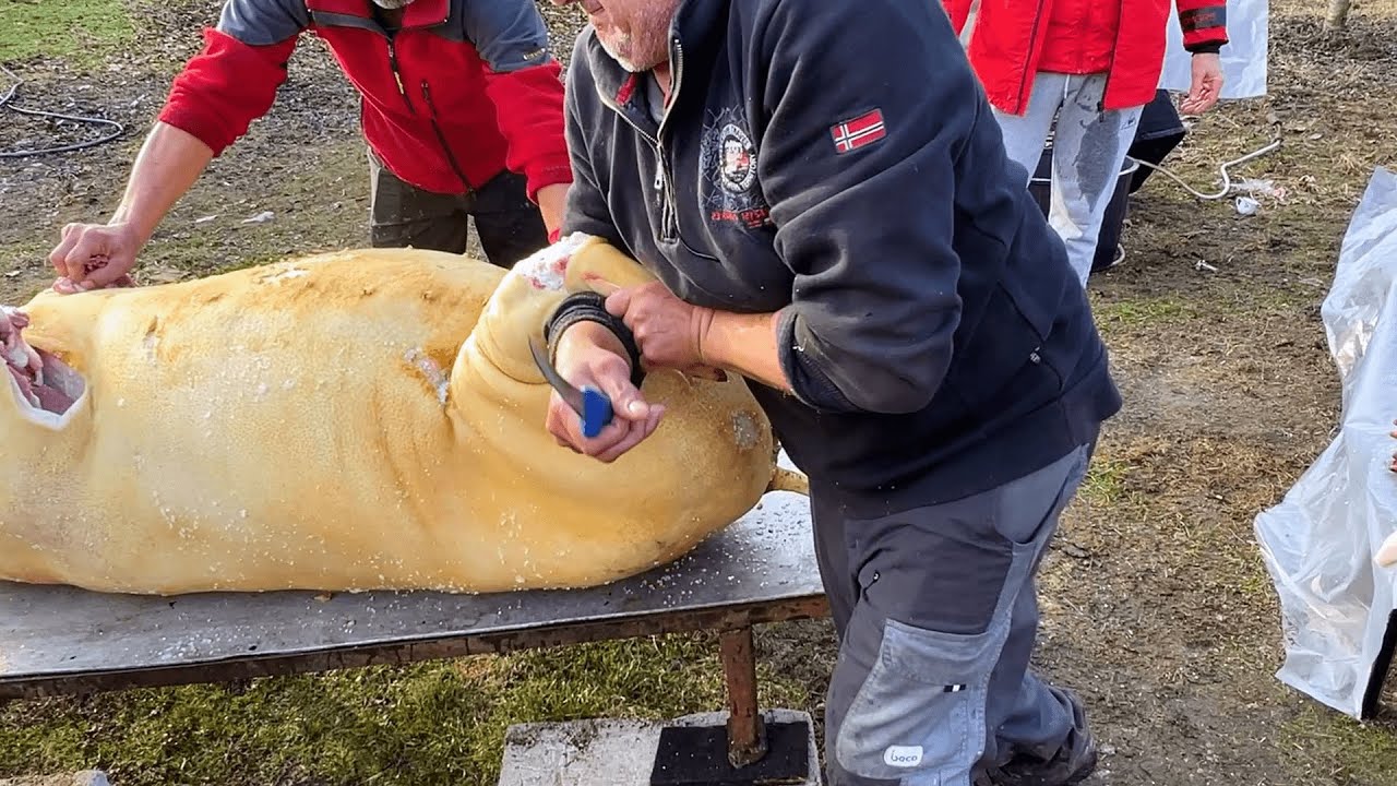 🐷Taierea Porcului - traditii si obiceiuri romanesti - YouTube