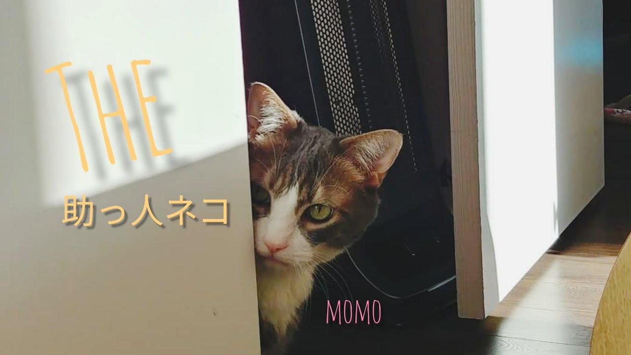 My cat tries to help whatever Danny does. お手伝い大好きネコ😺 - YouTube