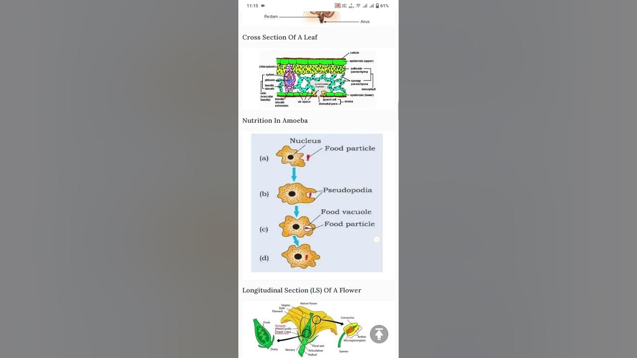 important diagrams for class 10th science cbse notes biology and ...