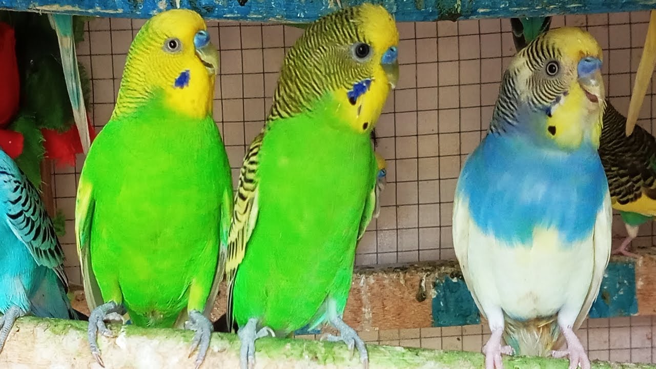 Parakeet morning bliss - YouTube