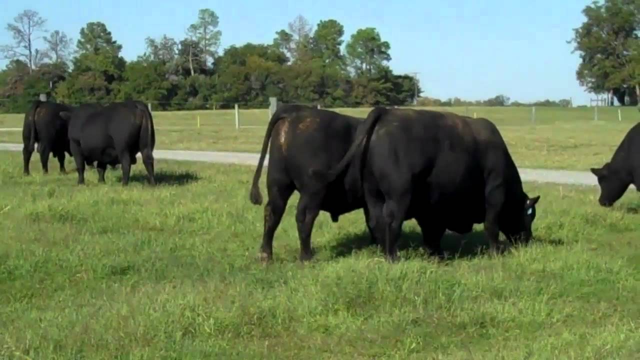Yon 2011 Fall Sale Preview of 2-year-old Bulls - YouTube