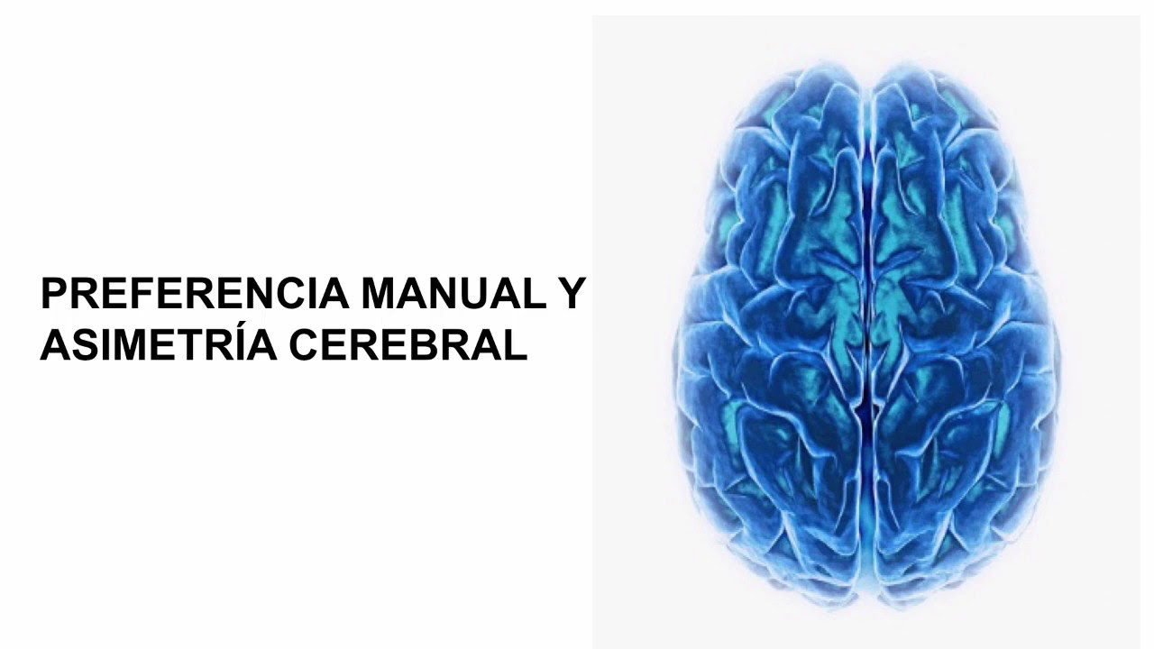 Lateralización del lenguaje. Clase de neurología. Lenguaje y cerebro ...