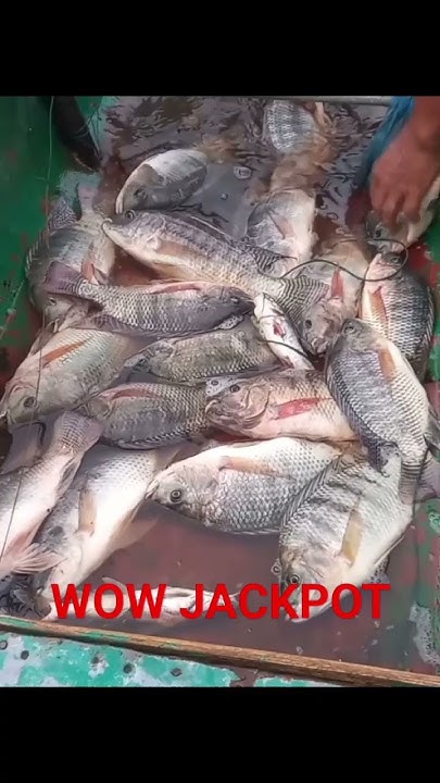 WOW JACKPOT DAMING HULI #FISHINGADVENTURE - YouTube