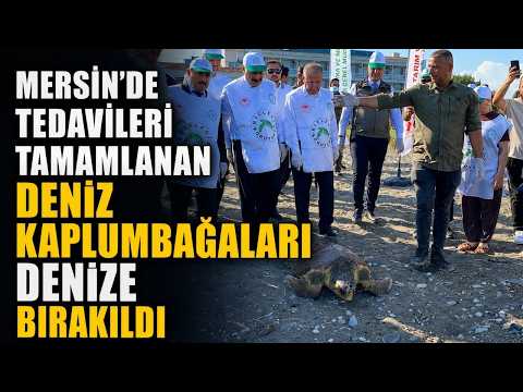 Mersin’de Tedavileri Tamamlanan Deniz Kaplumbağaları Denize Bırakıldı