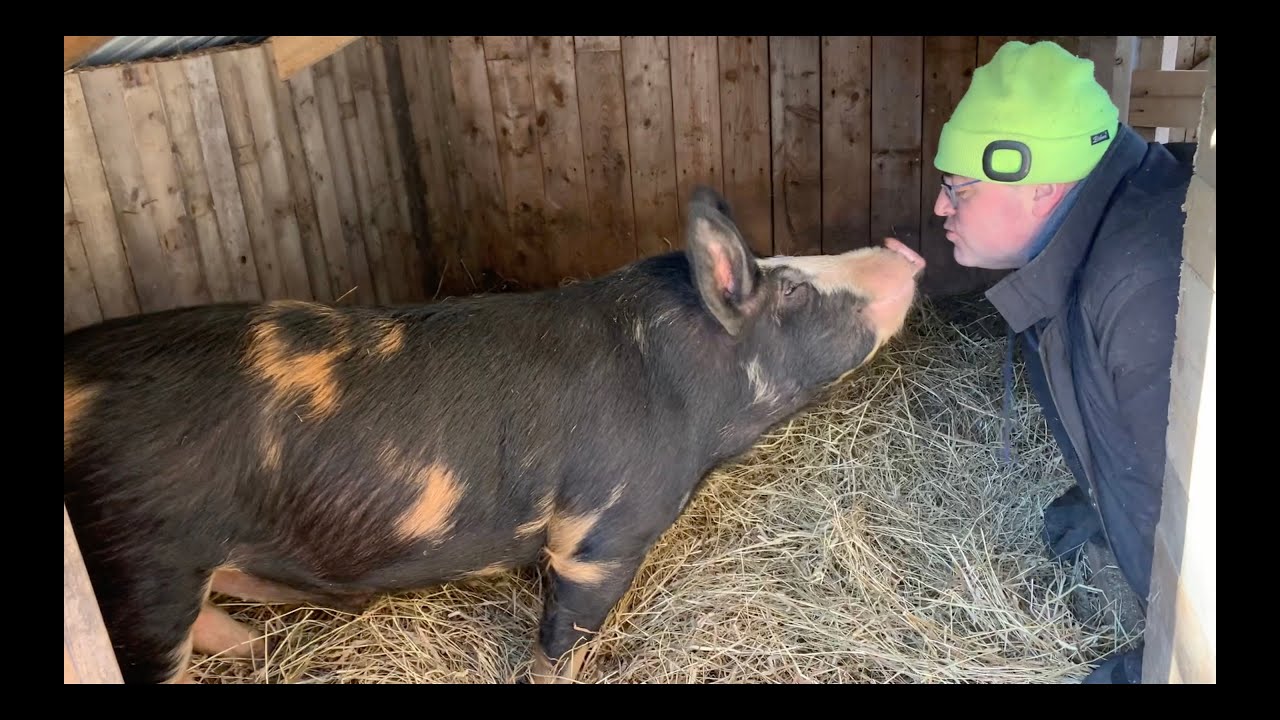 #97 - Another Marcus Hack | Hay Bales & Chainsaws | Snow Day - YouTube