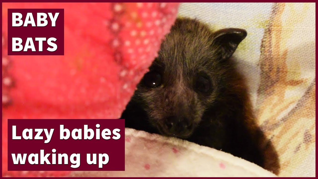 Lazy baby bats waking up - André & Tahani - YouTube