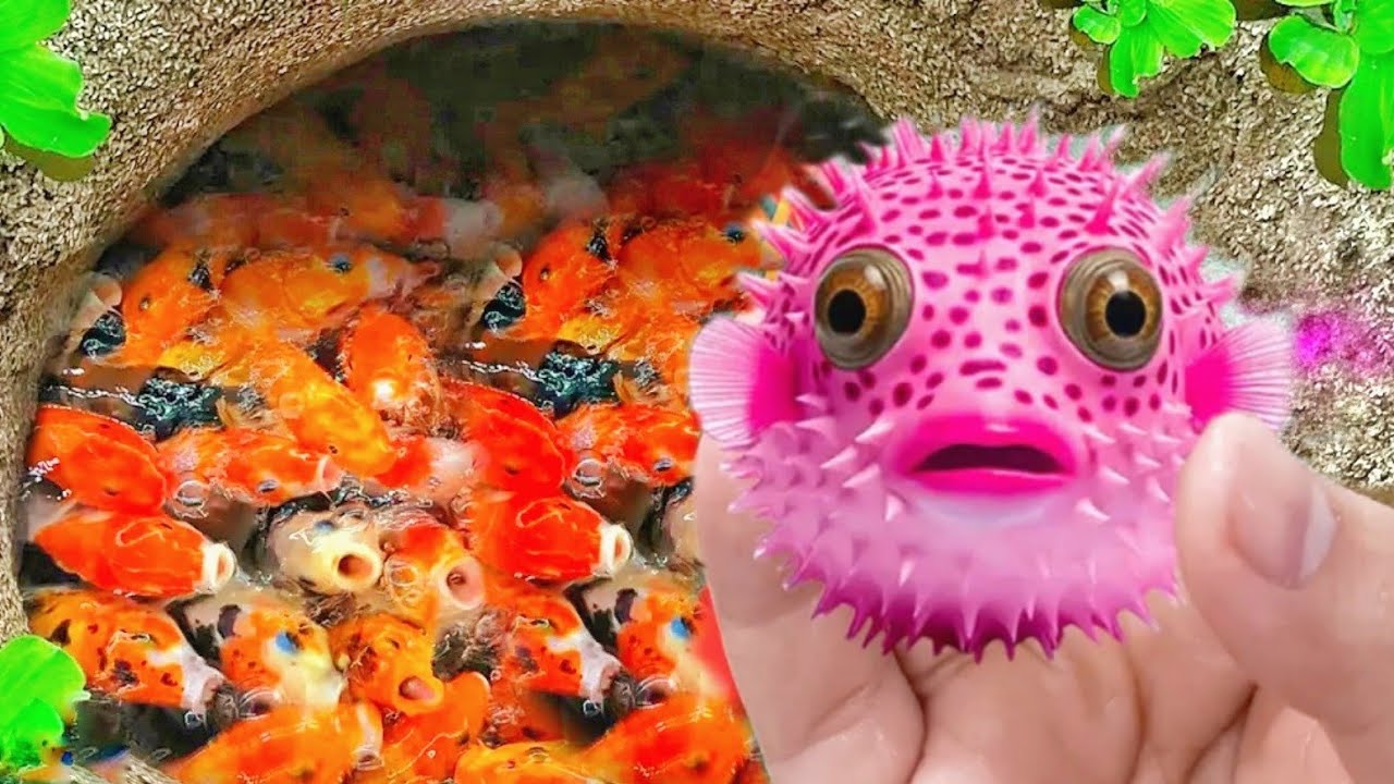 Catching Strange Fish In Giant Surprise Colorful koi, Kim Kim Fish ...