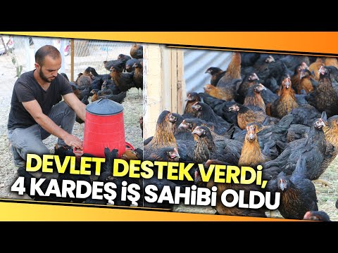 Devletten Destek Alan 4 Kardeş, Tavuk Çiftliği Kurup İş Sahibi Oldu
