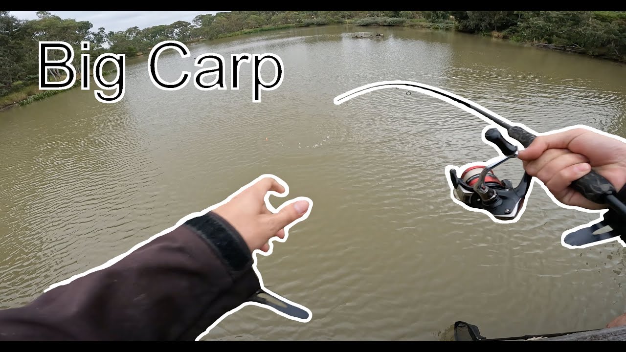 Catching Wild Carp in Australia using bread and float - YouTube