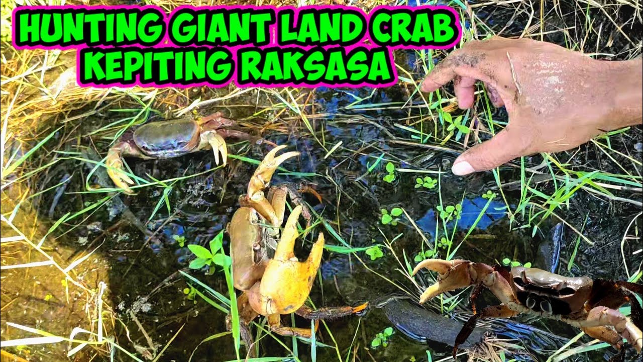 PENCARIAN KEPITING DARAT RAKSASA (GIANT LAND CRAB) DALAM LUBANG BESAR ...