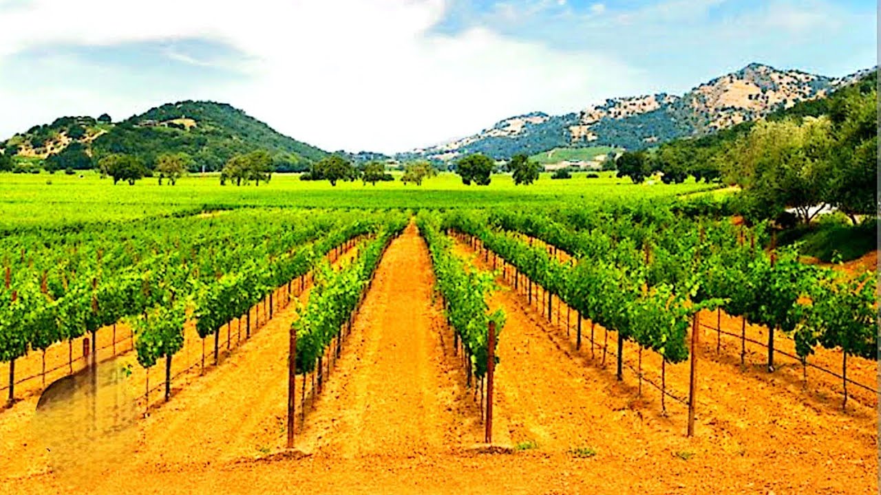 How To Start A Vineyard! - YouTube