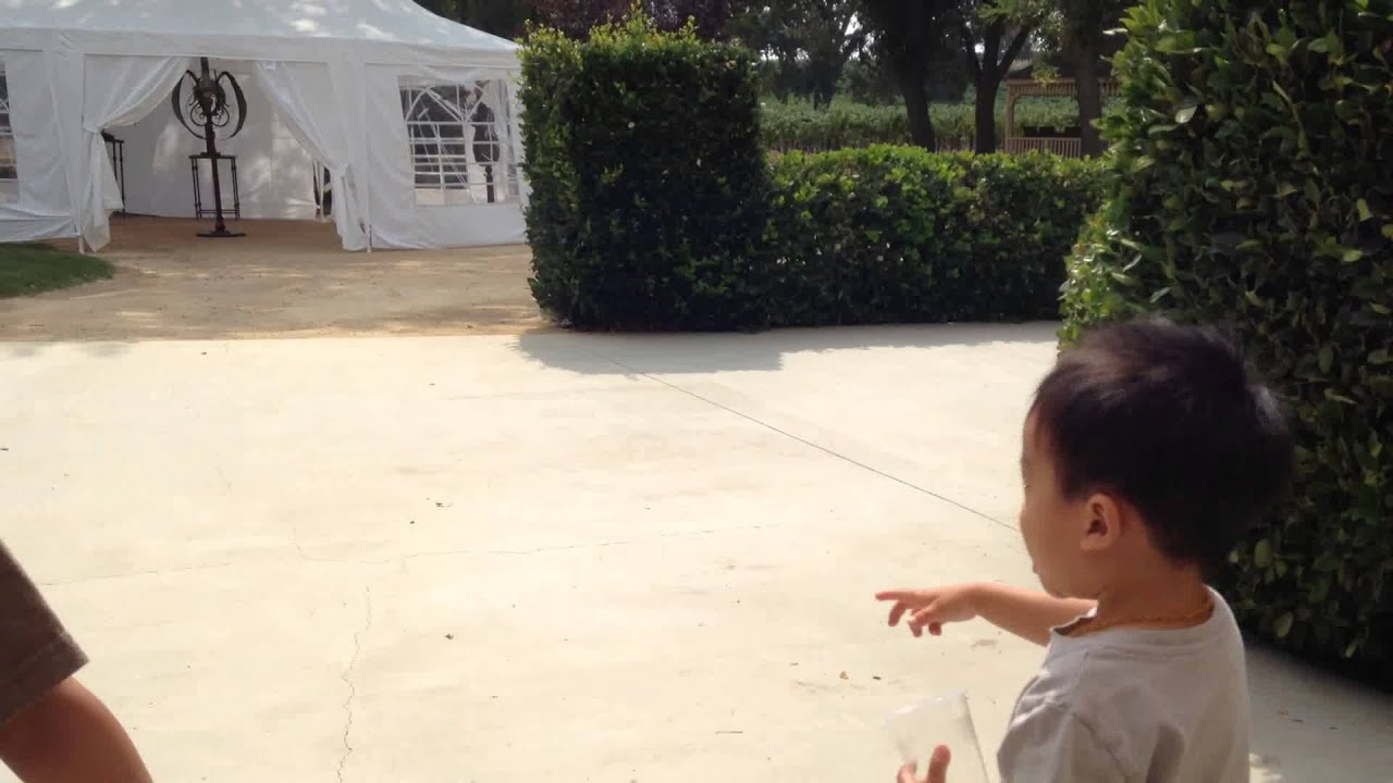 Baby and brother chasing a cat - YouTube