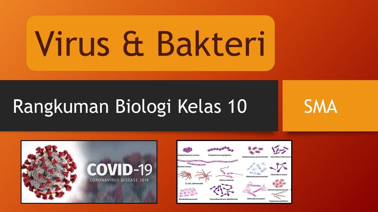 Virus dan Bakteri (Rangkuman Materi Biologi Kelas 10 SMA) - YouTube