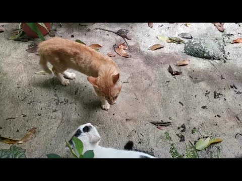 Cat Defending Territory - YouTube