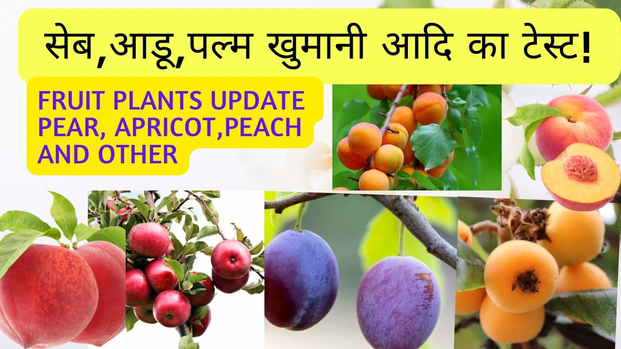 Fruit test Update 🍏 Apple,Peach,Plum,Grape and others पौधों पर लगें फल ...