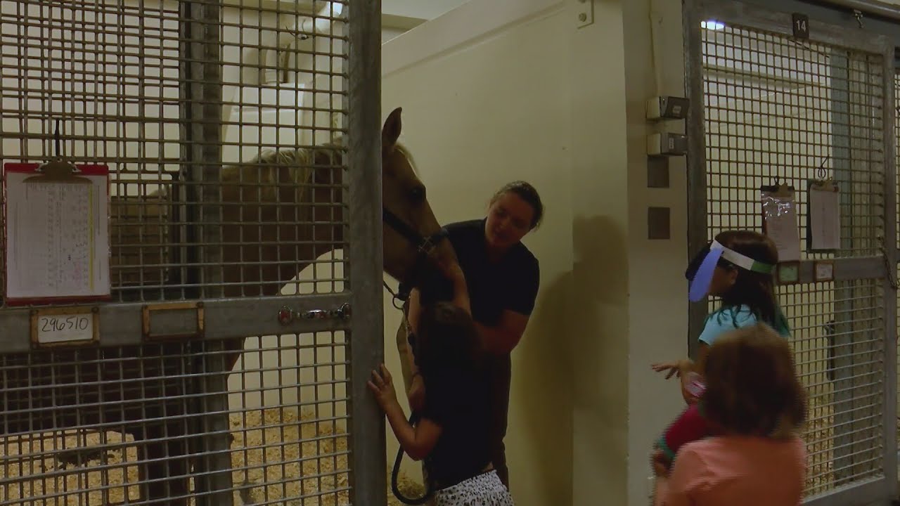 U of I vet med students share love for animals with community - YouTube