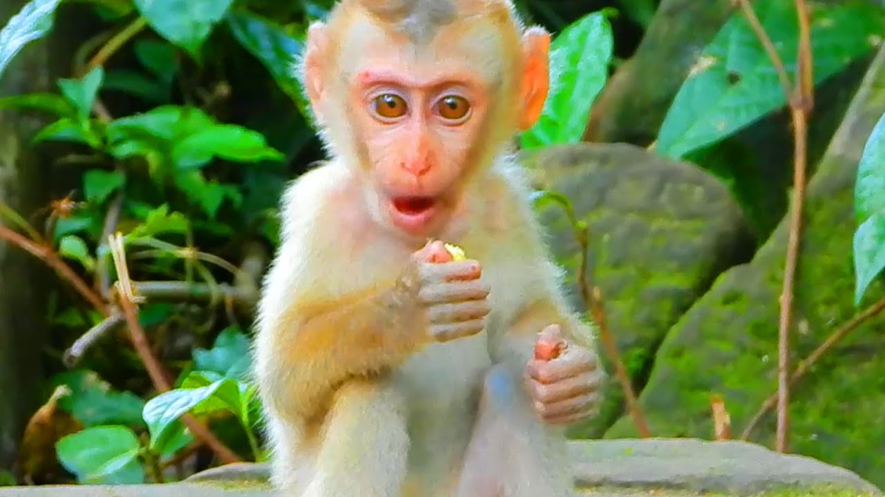 Cute monkey Lucy - YouTube