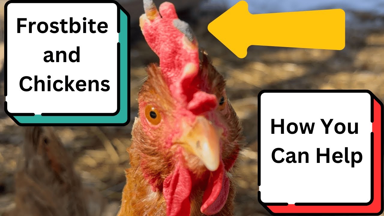 Chickens & Frostbite: How to Prevent It and Help Them Heal - YouTube