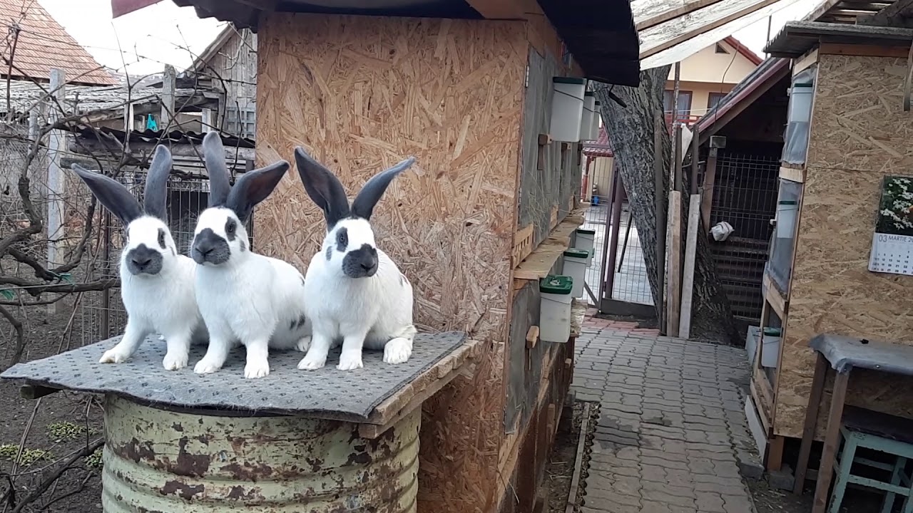 Fluture German Albastru - YouTube