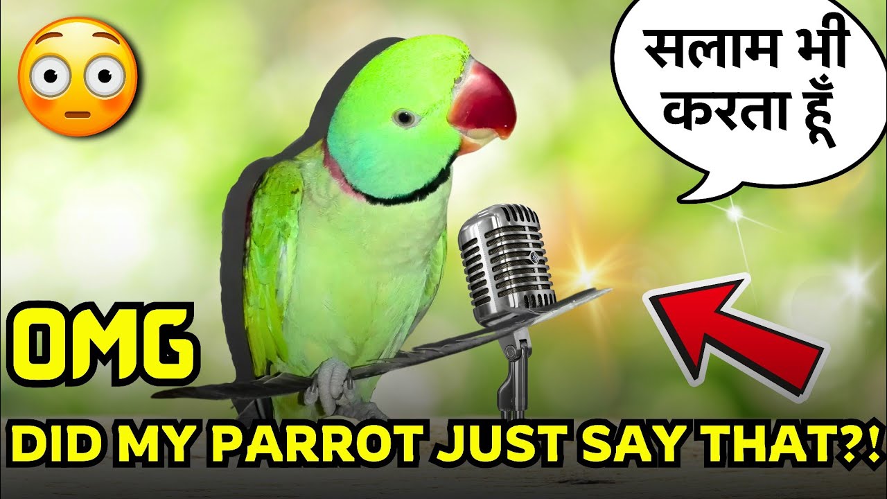 Did My Parrot Just Say That? | Alexander Parrot Talking - YouTube