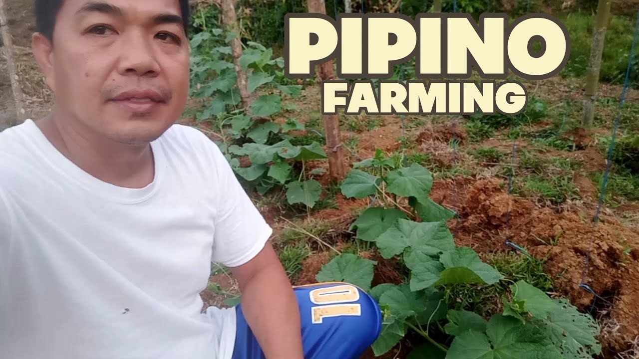 PIPINO FARMING: PAANO GAWIN!! - YouTube