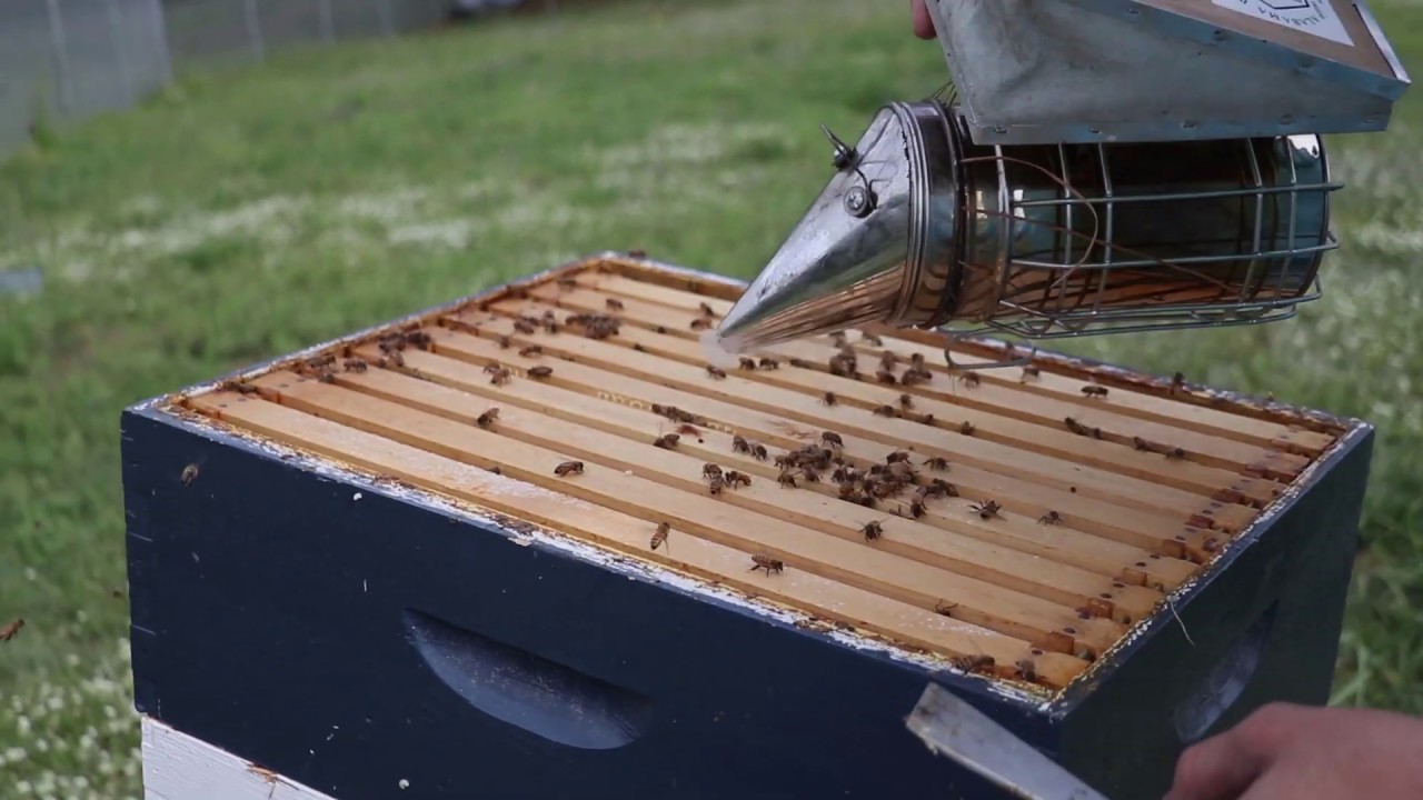 The Honey Collection Process - YouTube