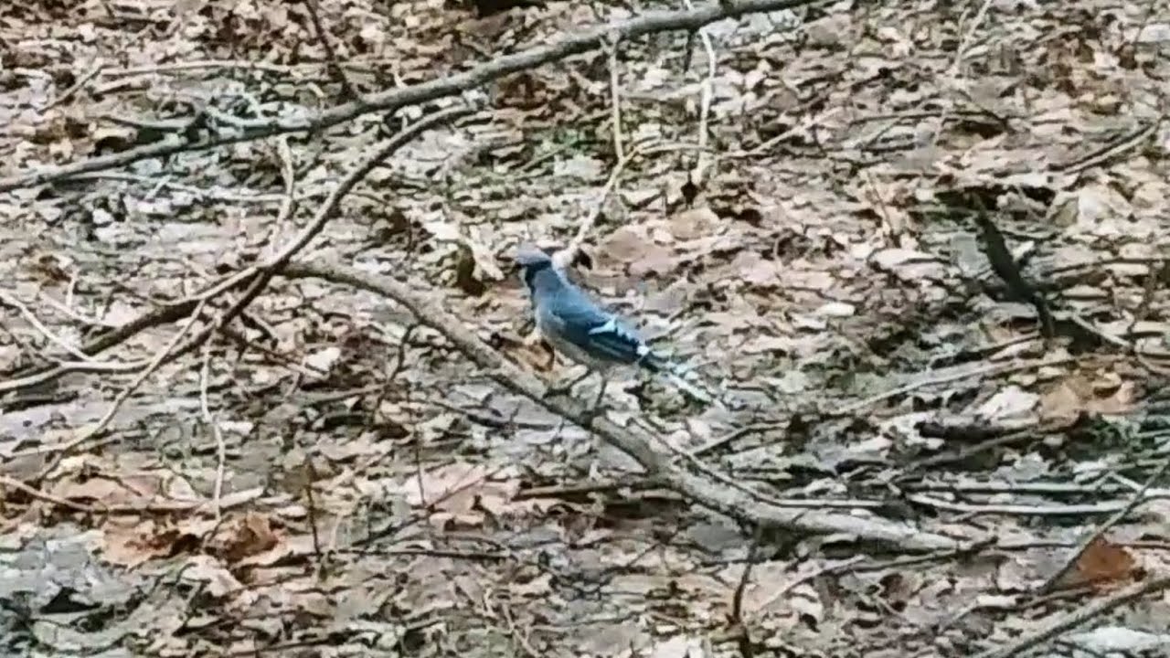 Nature's Narrators... 1/10/2026; 8:45 a.m. - YouTube