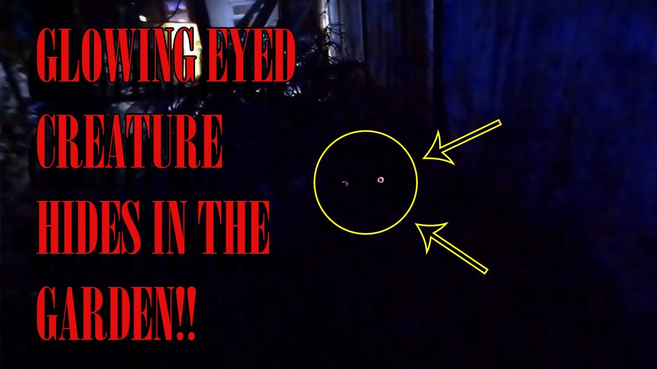 Creature With Glowing Orange Eyes! Kayleigh's Most Terrifying Encounter ...