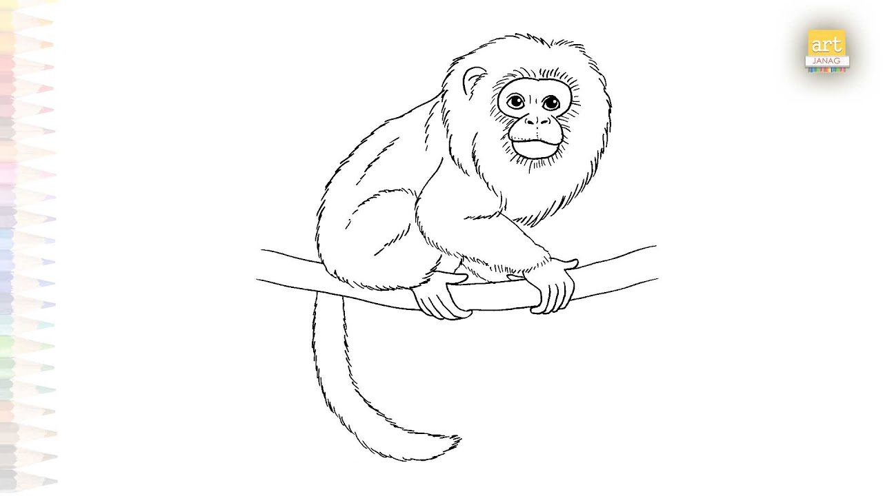 Golden Lion Tamarin drawing easy | Animal sketches | How to draw Golden ...
