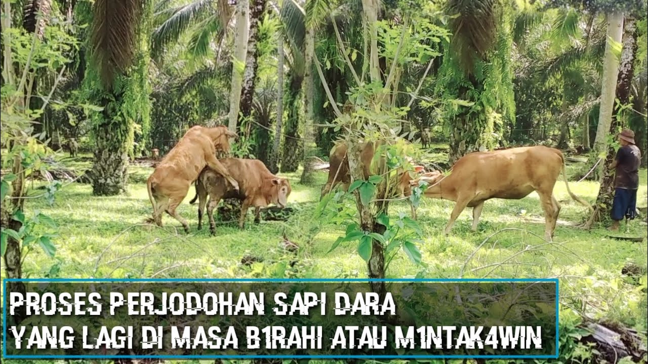 tutorial perjodohan sapi di masa b1rahi||peternak sapi wajib tahu ...