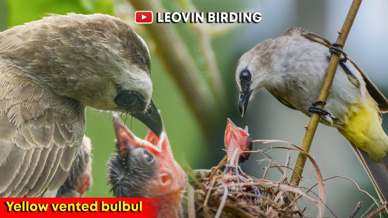 Mother bird of Bulbul feeding it's chicks in the nest - YouTube