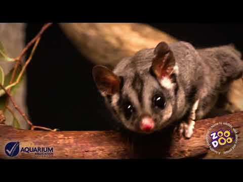 Sugar Gliders | sugar glider | Zoodoo Zoo Tasmania | cute animals ...