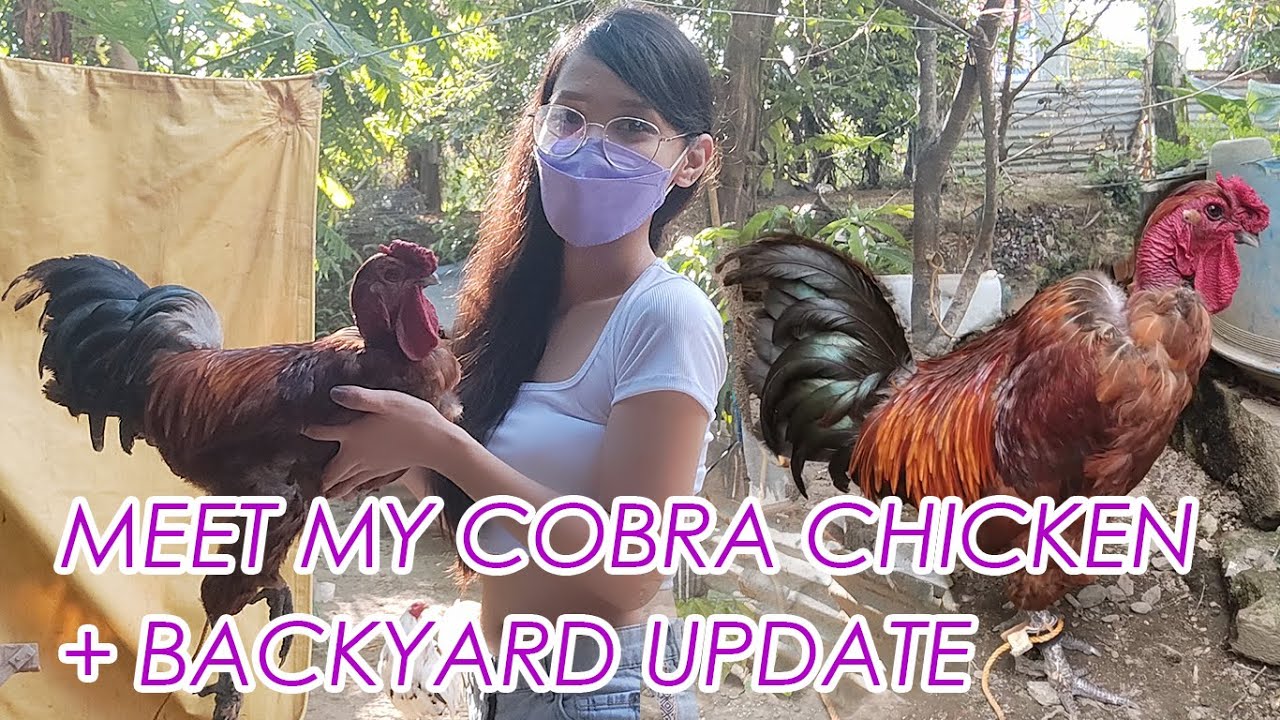 My cobra chicken + backyard update - YouTube