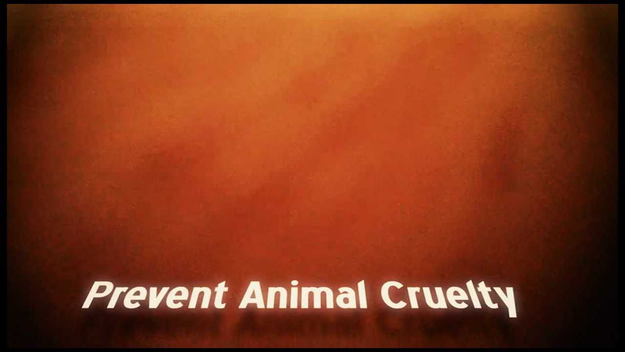 Prevent Animal Cruelty PSA by OnMedia - YouTube