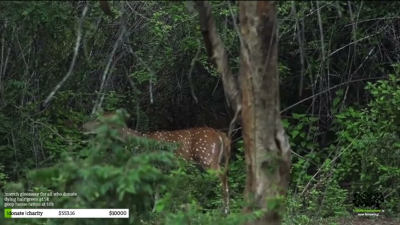 Lucas Lex Live @ Goop Fest - YouTube